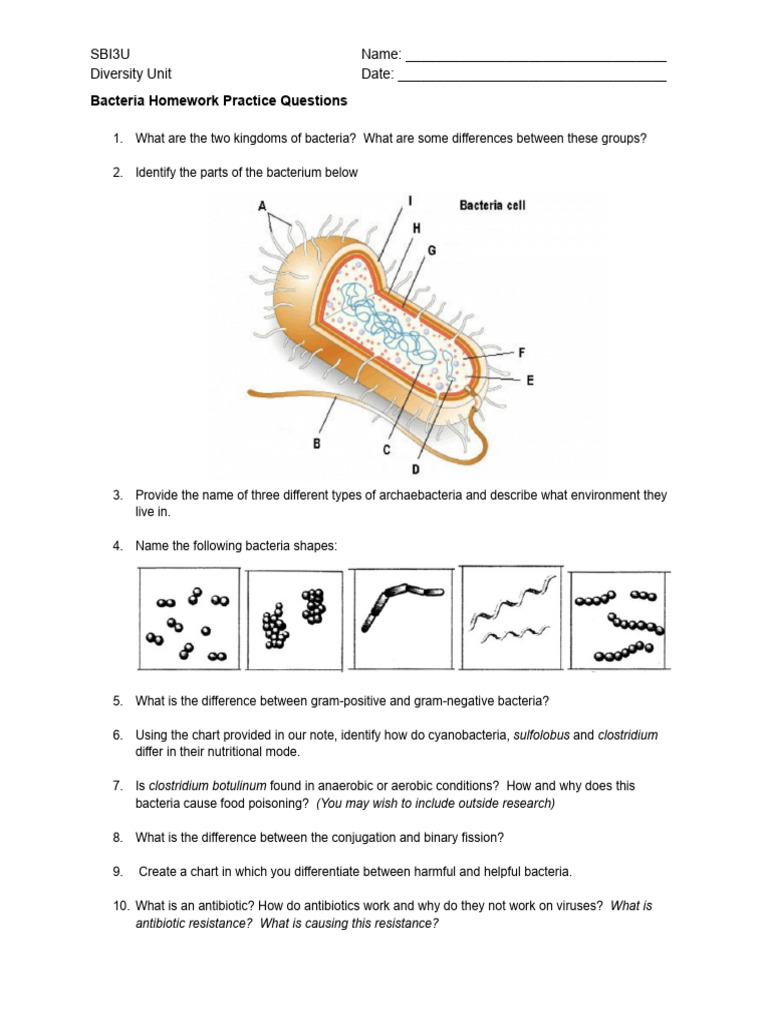 Bacteria Homework Questions | PDF | Bacteria | Gram Positive Bacteria
