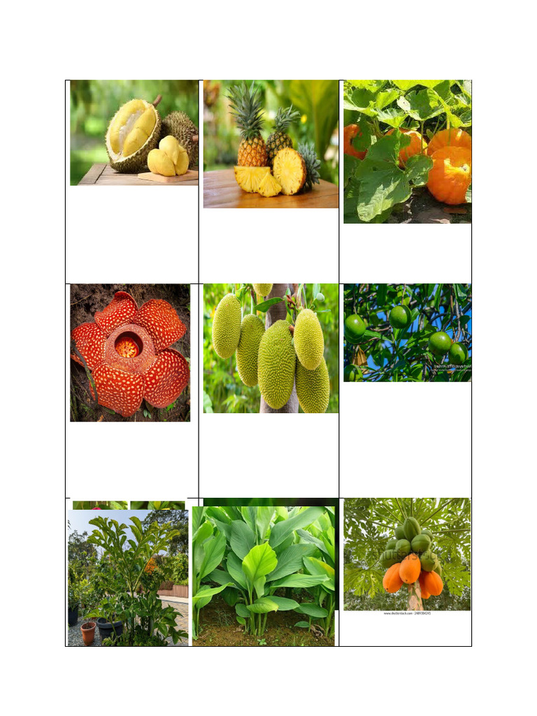 Plant Shields | PDF