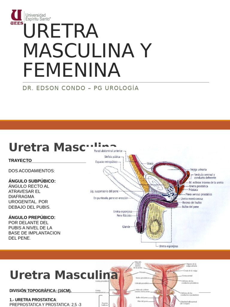 Anatomía de la Uretra Masculina y Femenina | PDF | Vagina | Anatomía
