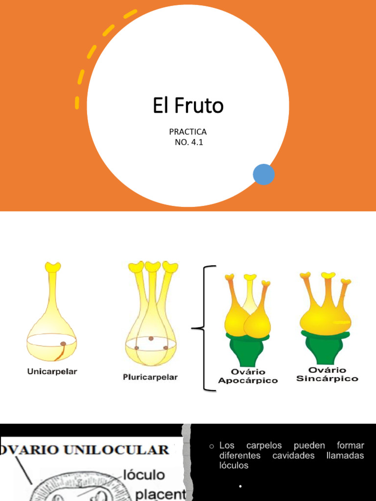 Tipos y Partes del Fruto en Botánica | PDF