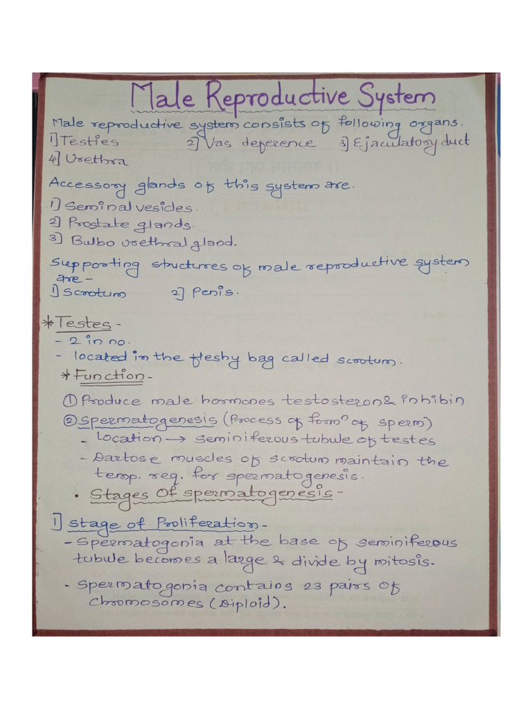 Male Reproductive System ( Bams ) | PDF