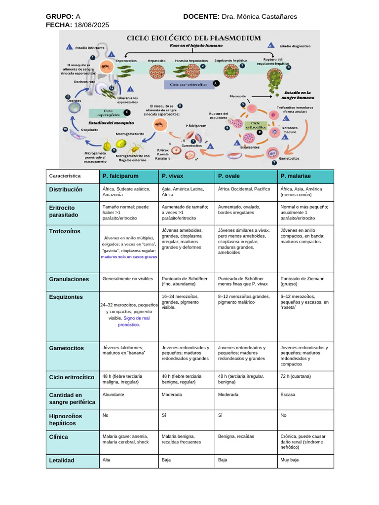 Género Plasmodium | PDF | Malaria | Enfermedades y trastornos