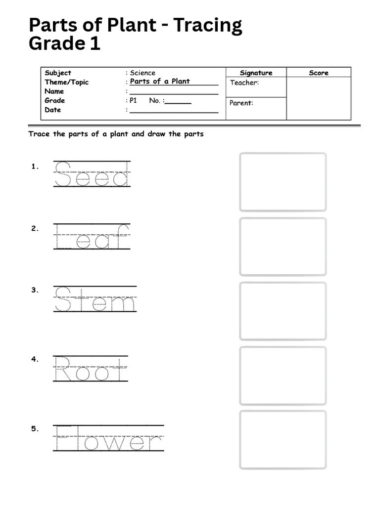 Parts of a Plant: Tracing Activity | PDF