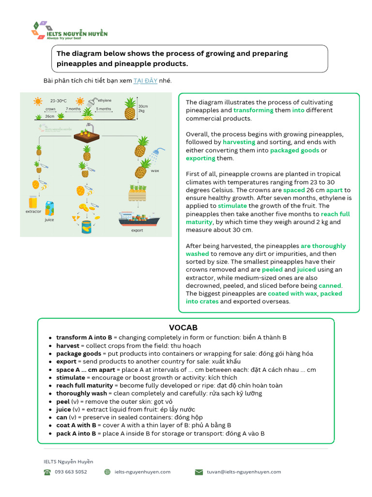 Pineapple Growth and Processing Steps | PDF | Pineapple | Edible Fruits