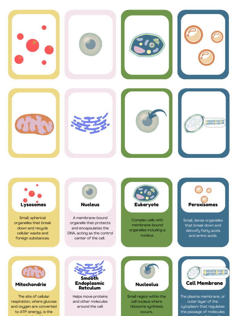 Cell Biology Flashcards in Colorful Illustrative Style | PDF