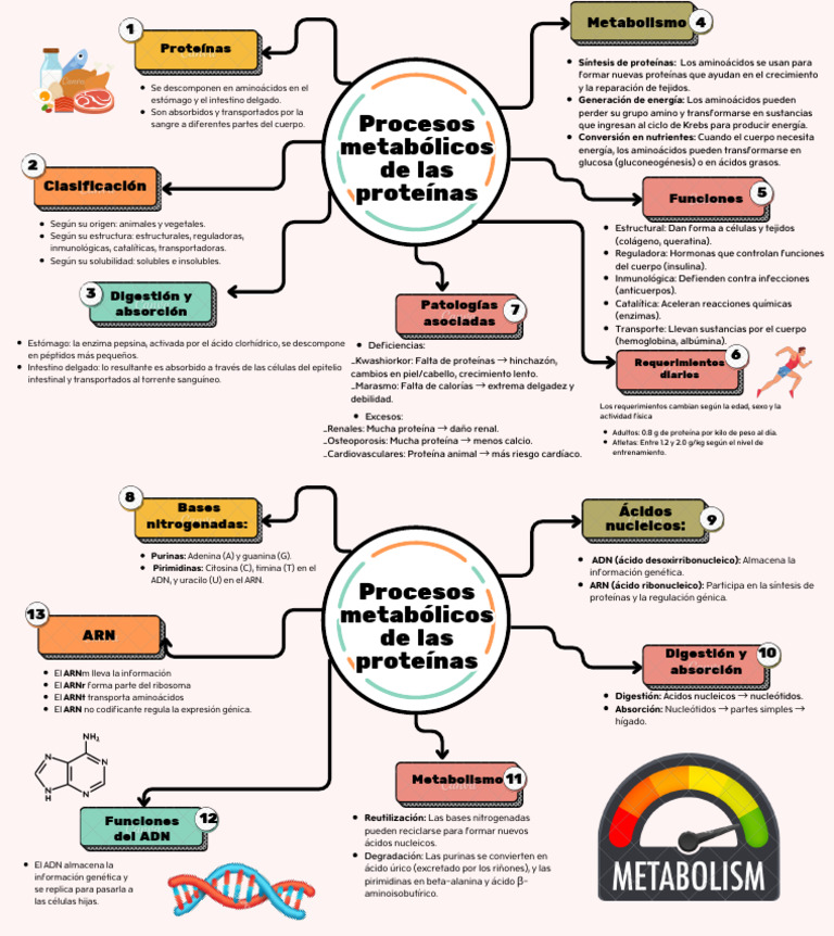 Mapa Mental S7 - Viernes | PDF | Rna | Adn