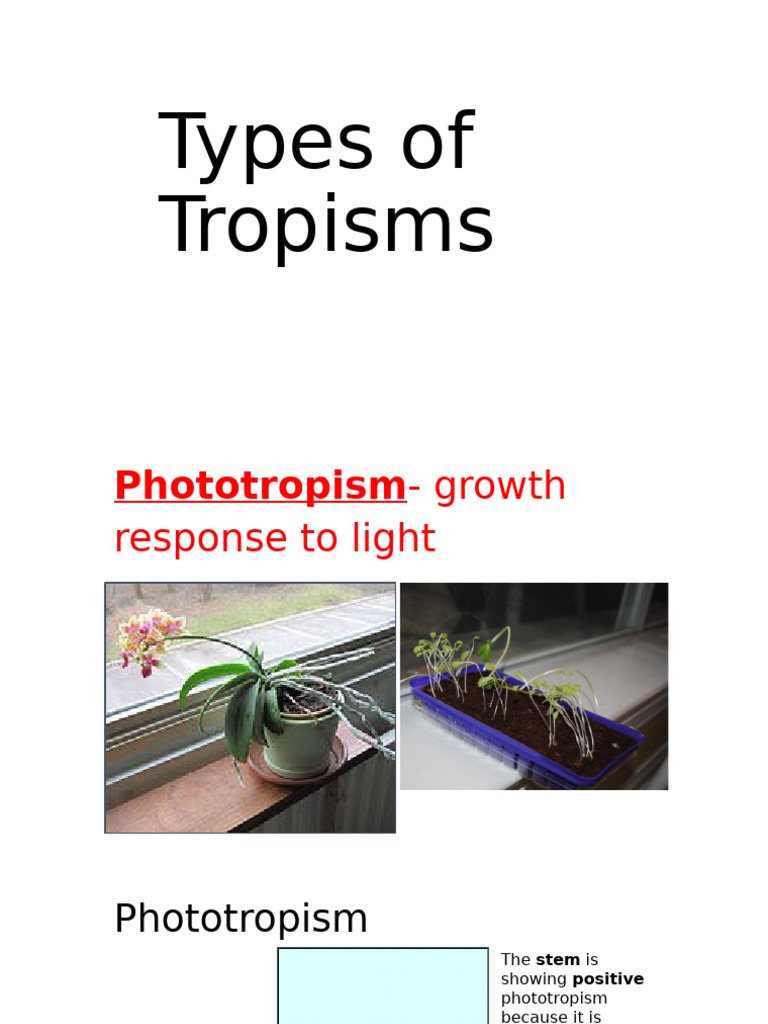 Ecosystems Student PPT - 4 Types of Tropisms 3 | PDF