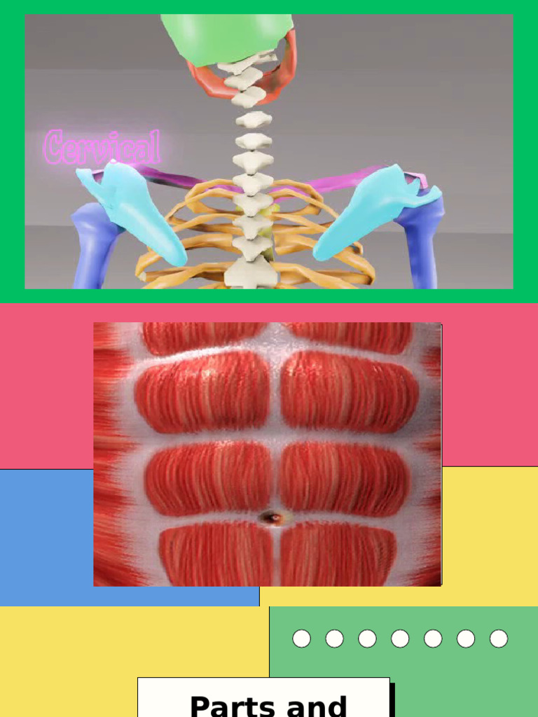 Share Share Share What Are Antagonistic Muscles Educational Video in ...