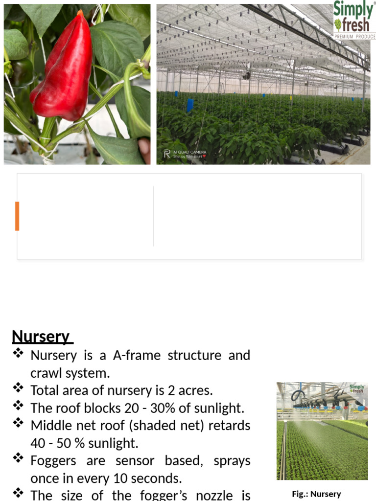 Pepper Crop Nursery and Pollination Guide | PDF | Pollen | Fertilisation