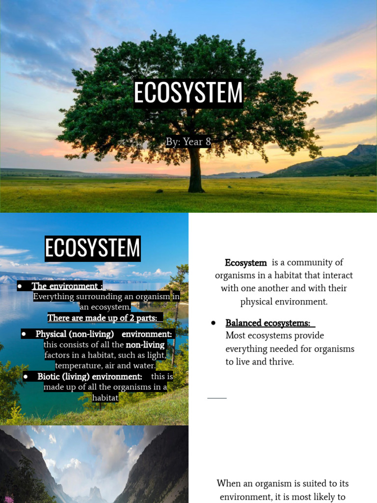 Ecosystem Part 1 - Y8 Notes | PDF | Soil | Foods