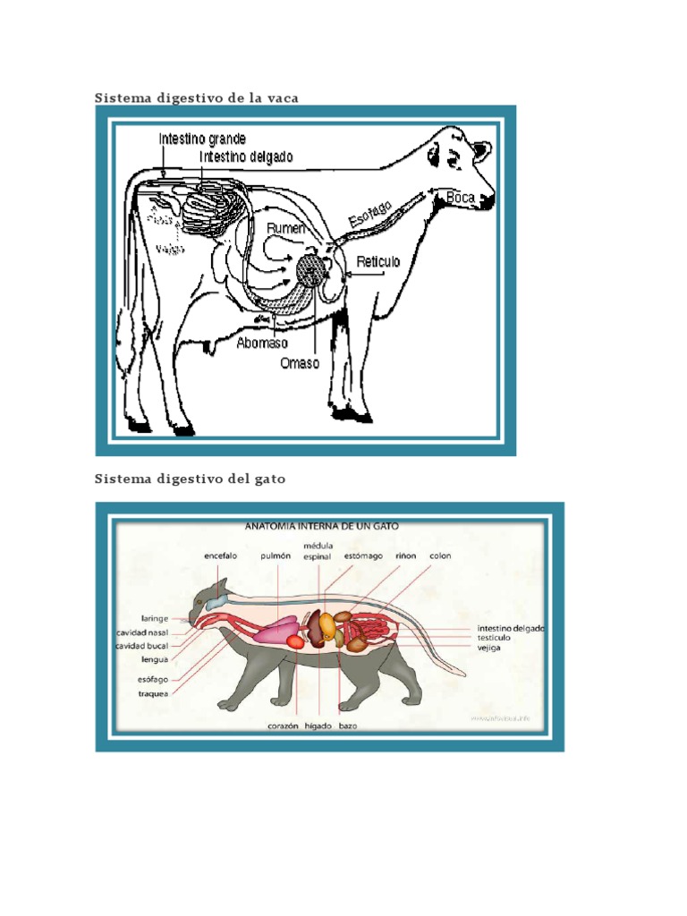 Sistema Digestivo de La Vaca | PDF