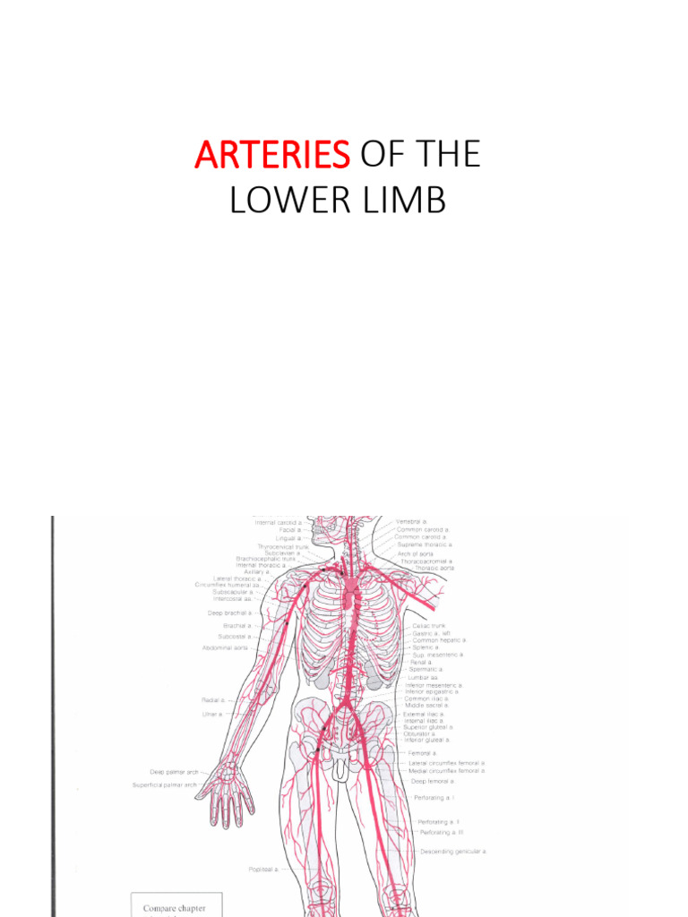 3-6 Lower - Limb - Arteries and Veins | PDF