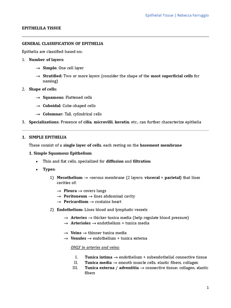Epithelial Tissue | PDF | Epithelium | Morphology (Biology)