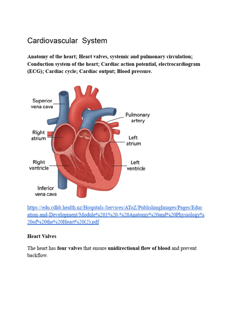 Heart Anatomy and Circulation Overview | PDF | Heart Valve | Heart