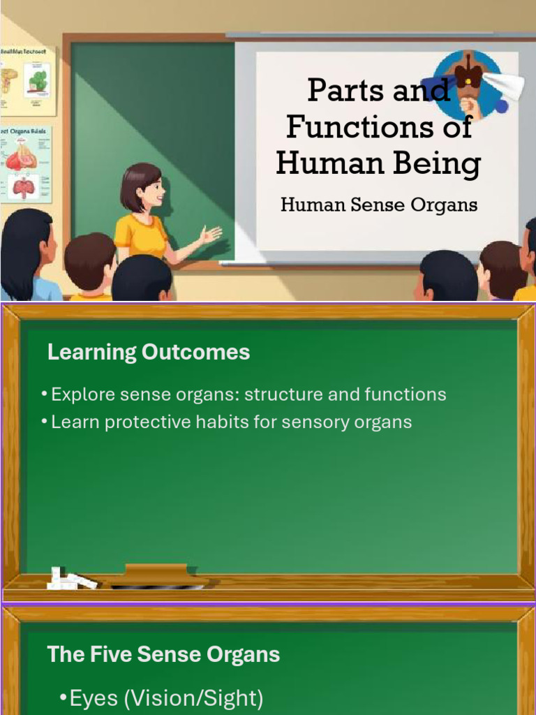 Human Sense Organs and Functions Guide | PDF | Senses | Ear