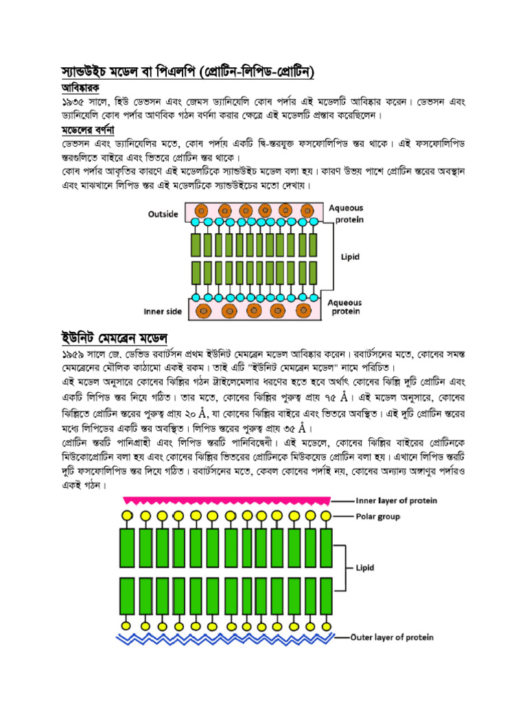 Cell Membrane Model | PDF