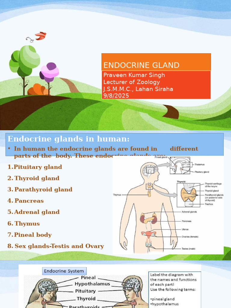 Glandular System For 12 | PDF | Adrenal Gland | Endocrine System