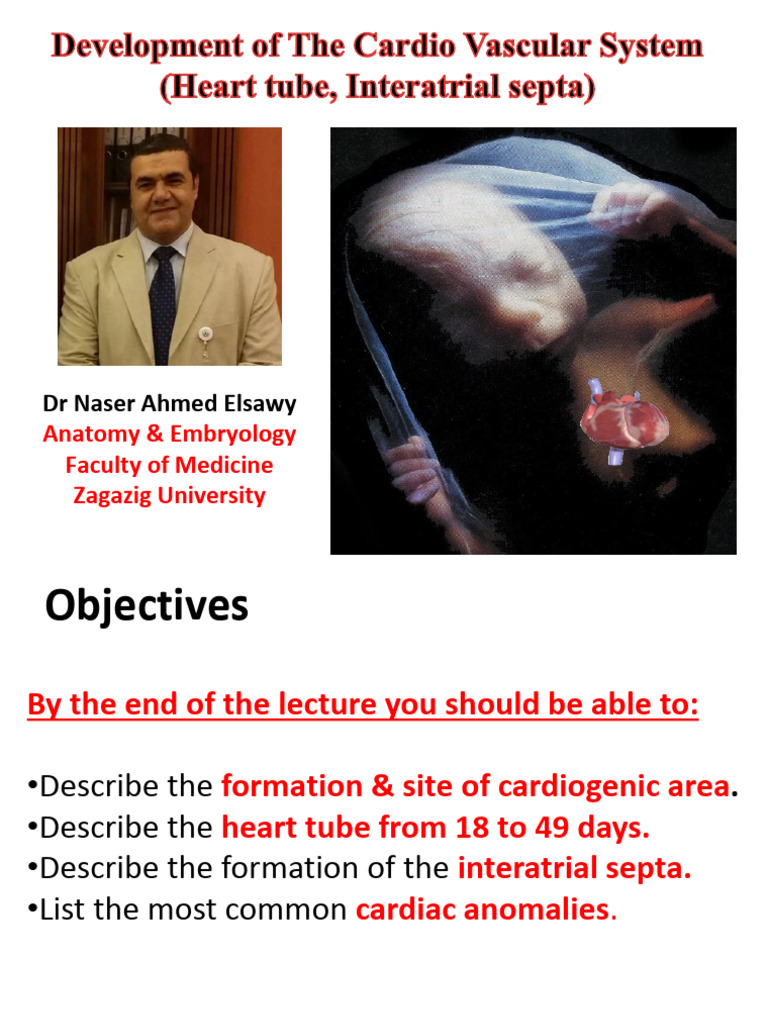 2 Development of Heart Tube Only and Inter Atrial Septa | PDF | Atrium ...