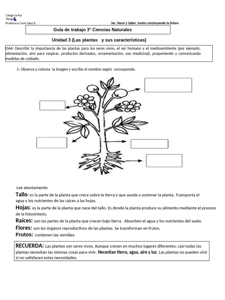 Importancia y partes de las plantas | PDF | Plantas | Raíz