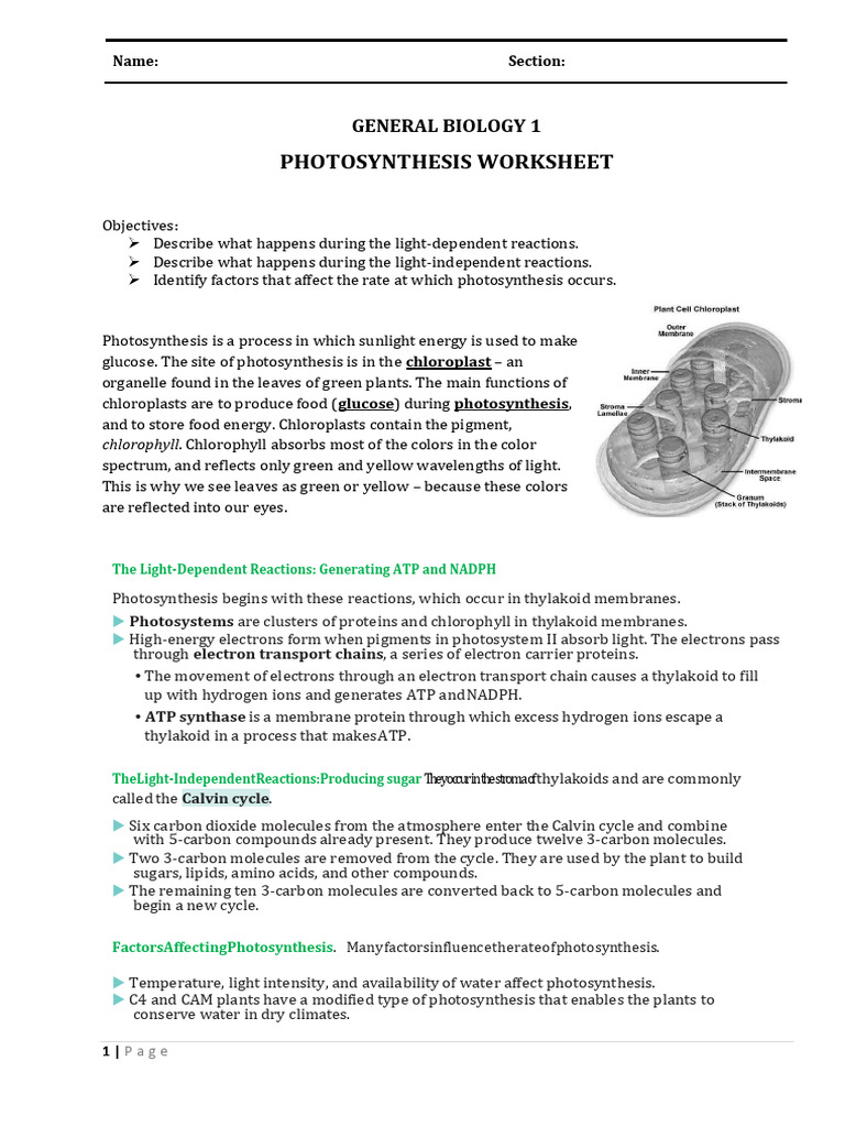 Photosynthesis Worksheet Overview | PDF | Photosynthesis | Chloroplast