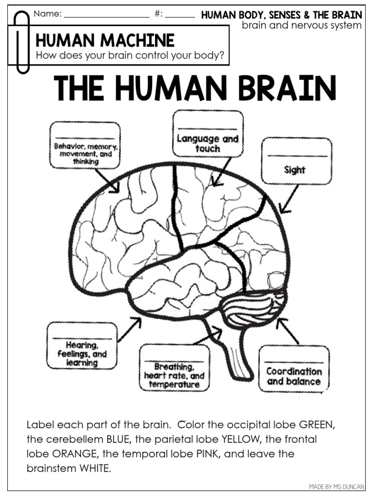 Mystery Science Supplemental Worksheets | PDF | Ear | Sound