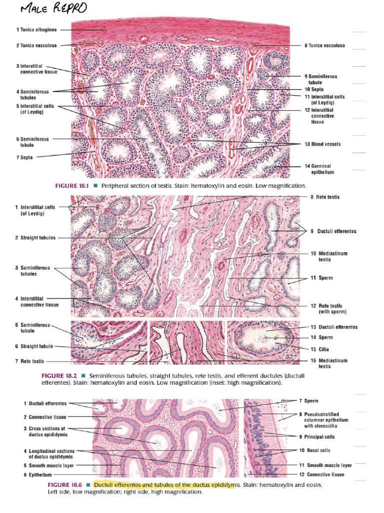 Repro Histo Ospe | PDF