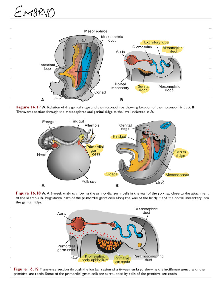 REPRO Embryo Ospe | PDF