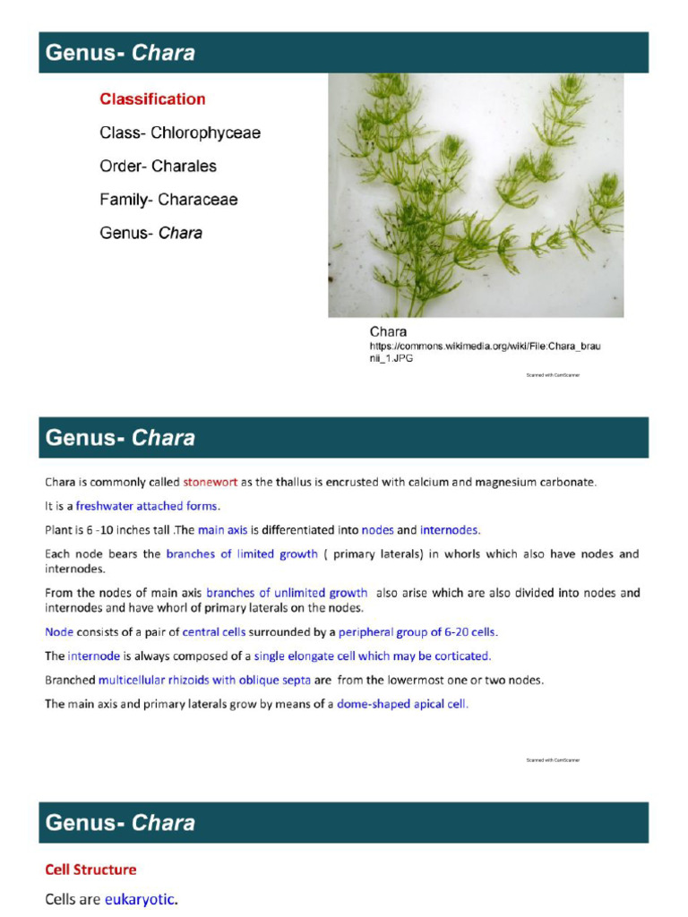 Chara | PDF