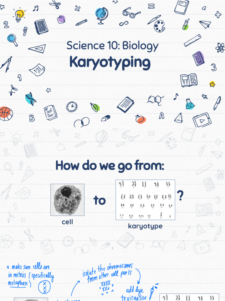 Oct 6 - Karyotyping | PDF