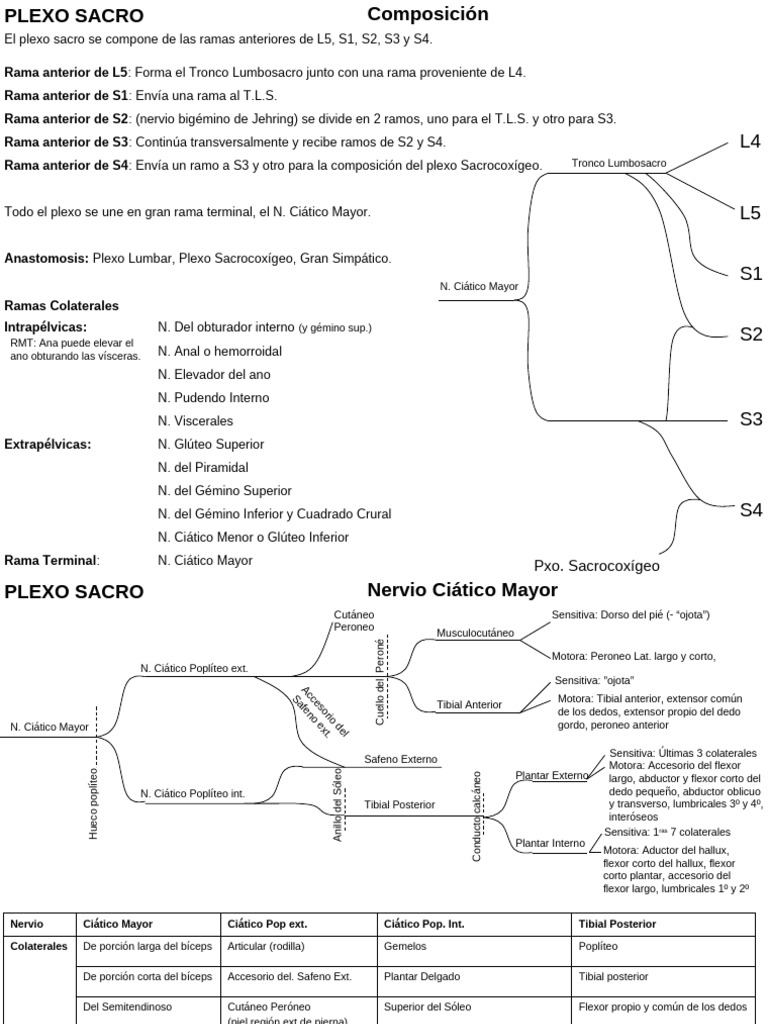 Plexo Sacro | PDF | Sistema musculoesquelético | Anatomía humana
