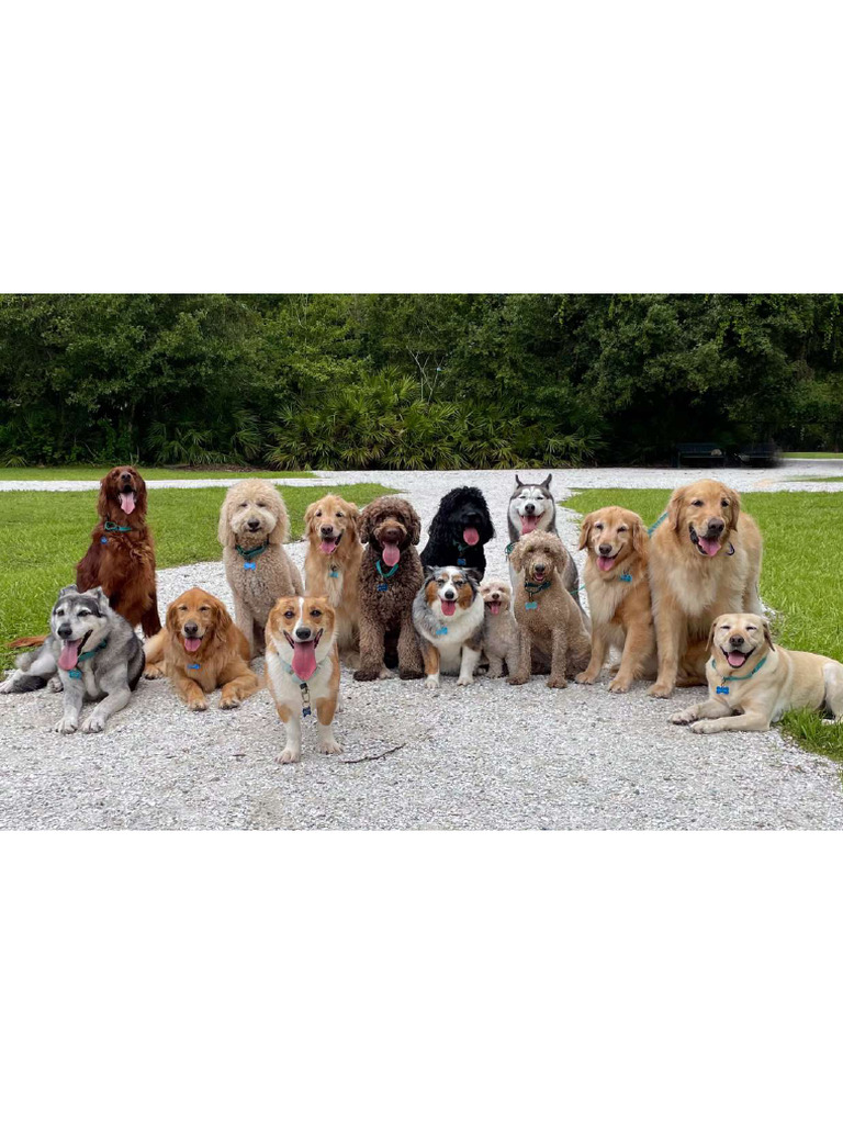 Spruce Pets 200 Types of Dogs | PDF