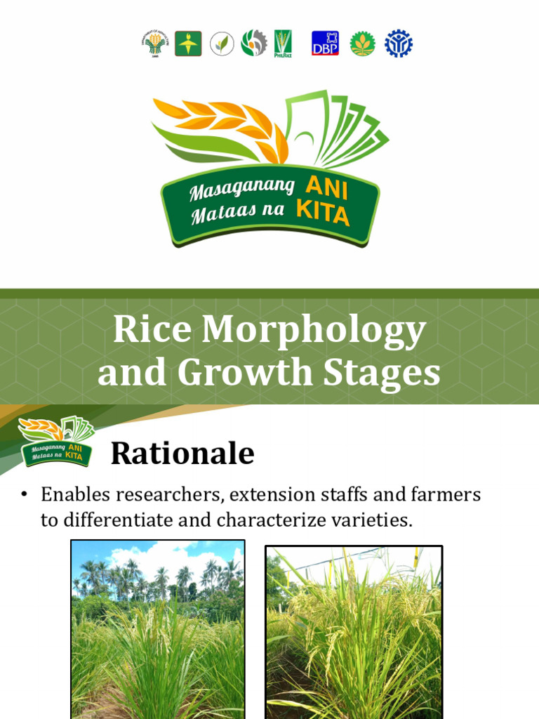 1 Rice Morphology and Growth Stages | PDF | Rice | Seedling