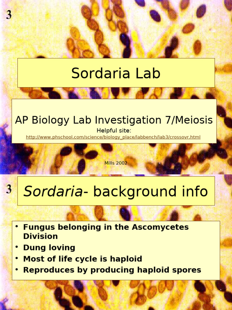 Sordaria Meiosis Lab Investigation | PDF | Ploidy | Meiosis