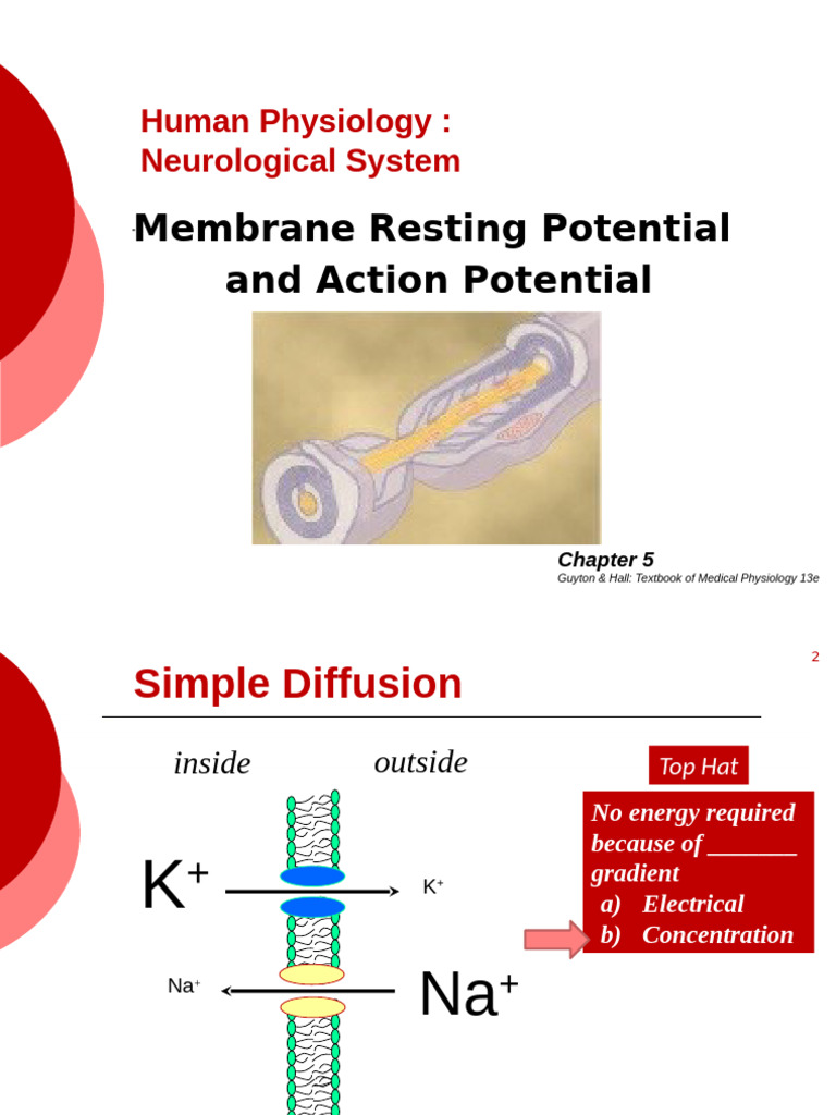 2-Membrane and Action Potentials | PDF | Action Potential | Myelin