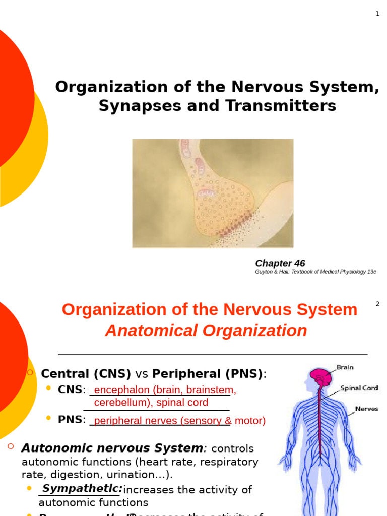 3-Organization of The Nervous System, Synaptic Transmission-2 | PDF ...