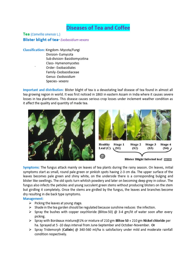 Blister Blight and Coffee Rust Diseases | PDF | Plants | Fungus
