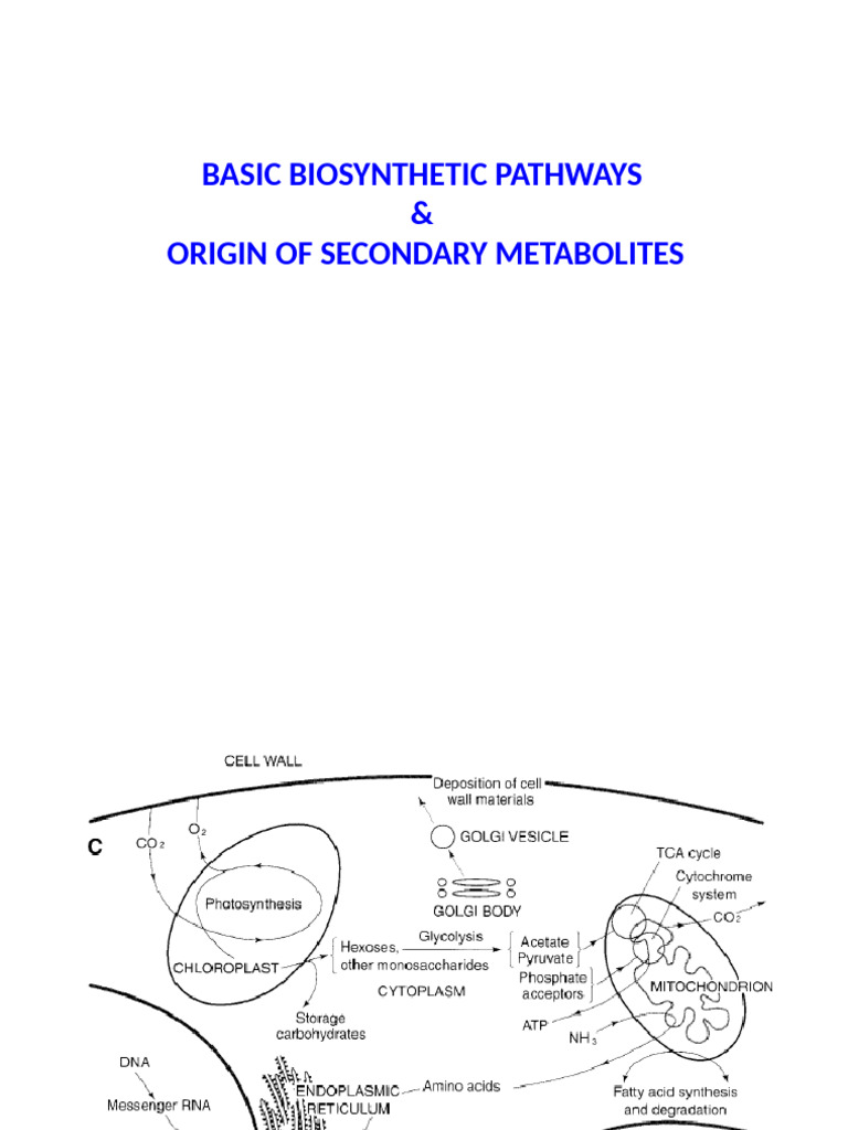 Biosynthesis of Natural Drugs | PDF | Biosynthesis | Metabolic Pathway