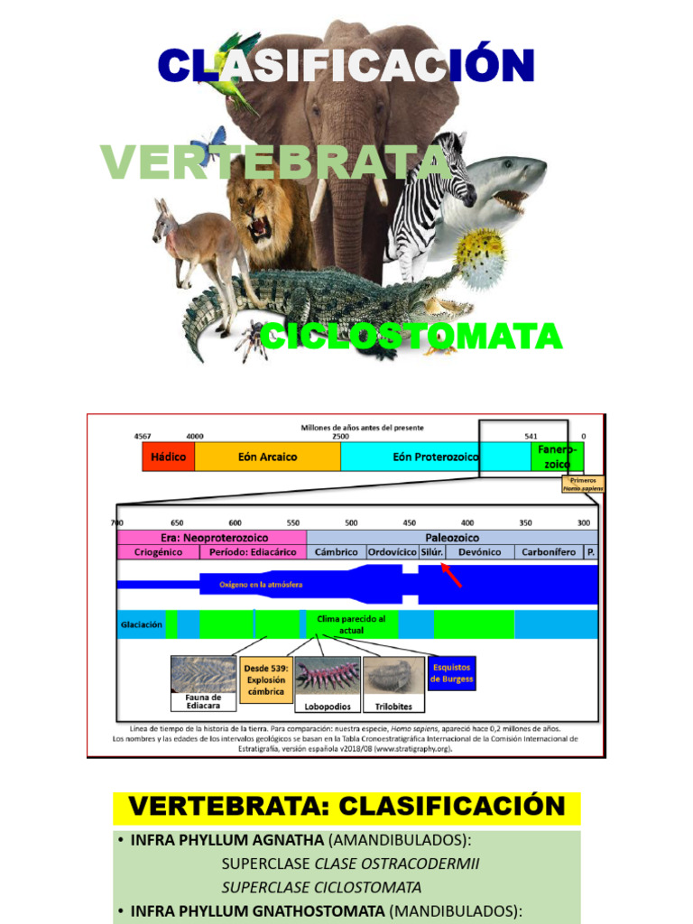 Clasificación de Vertebrados: Ciclostomata | PDF | Vertebrados | Cordados