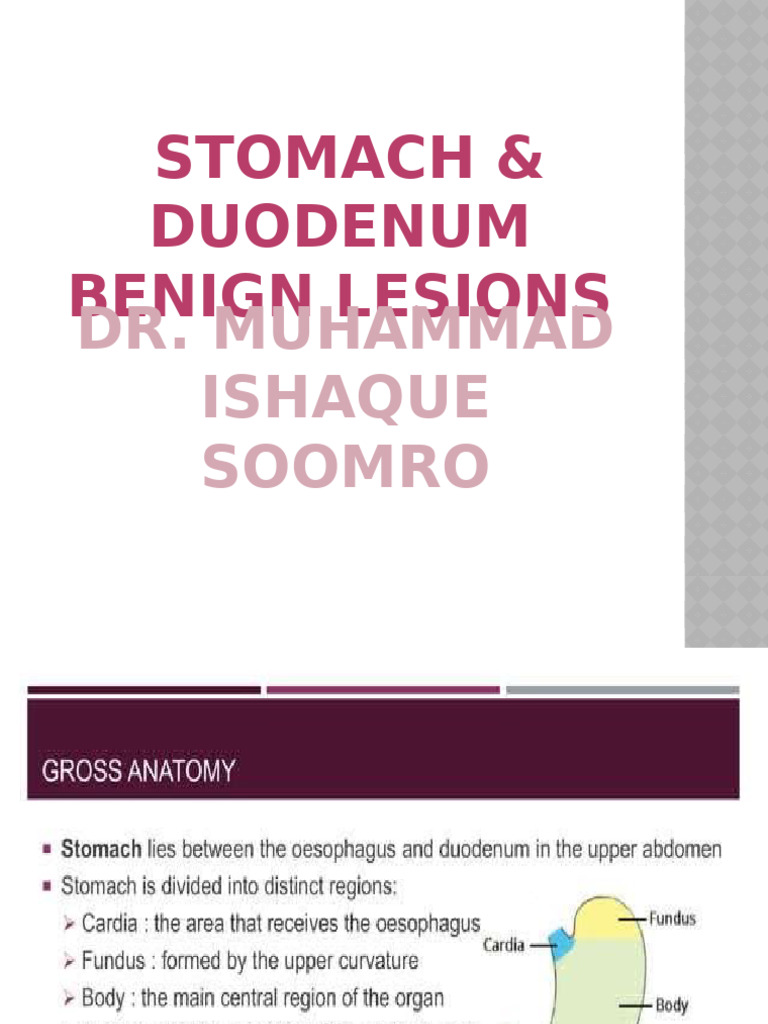 STOMACH | PDF