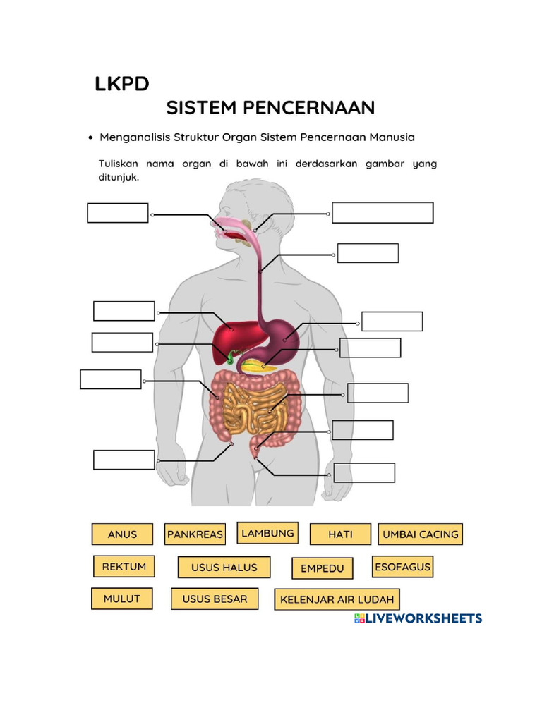LKPD Sistem Pencernaan Manusia | PDF