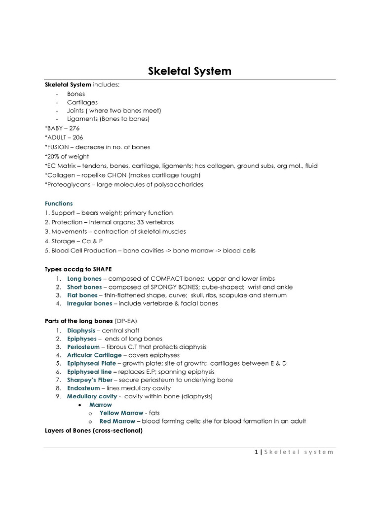 Skeletal System Notes | PDF