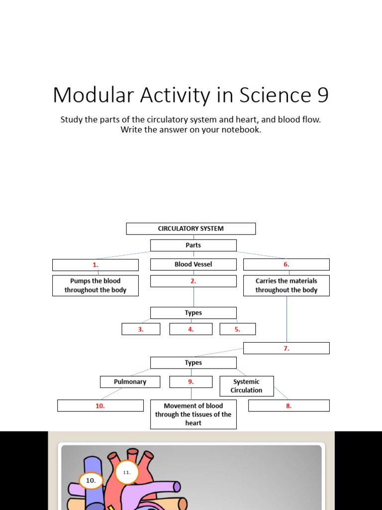 Circulatory System Study Guide | PDF