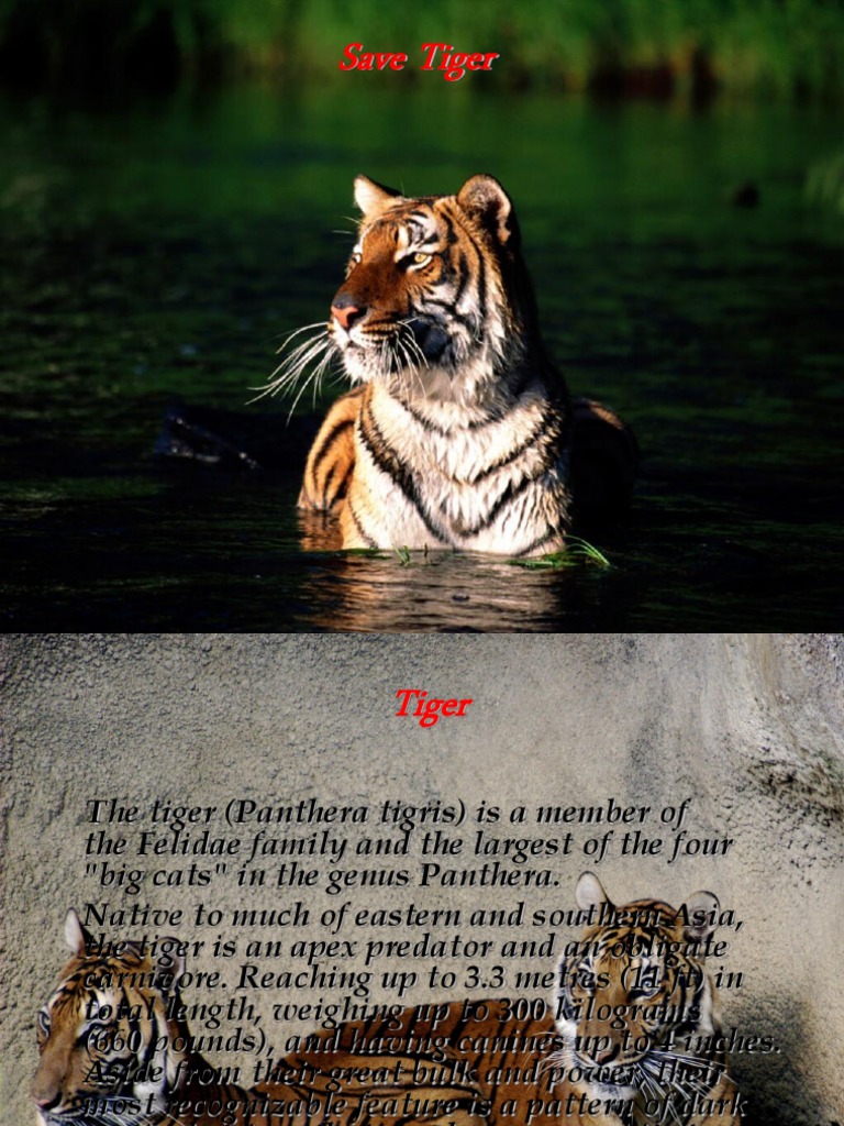Save Tiger | PDF | Tiger | Poaching