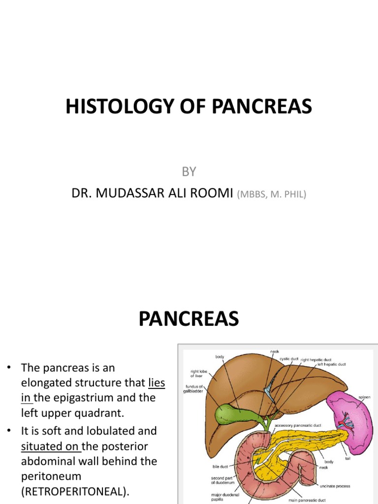 Histology of Pancreas by Dr. Roomi | PDF | Pancreas | Digestion