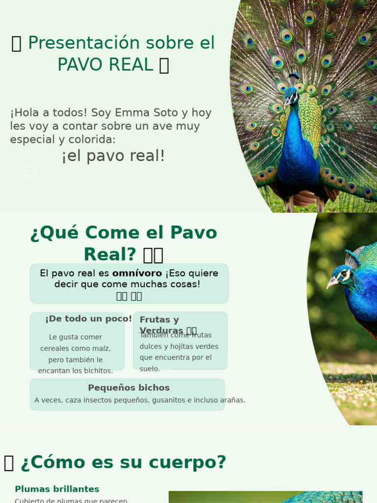 Alimentación y características del pavo real | PDF
