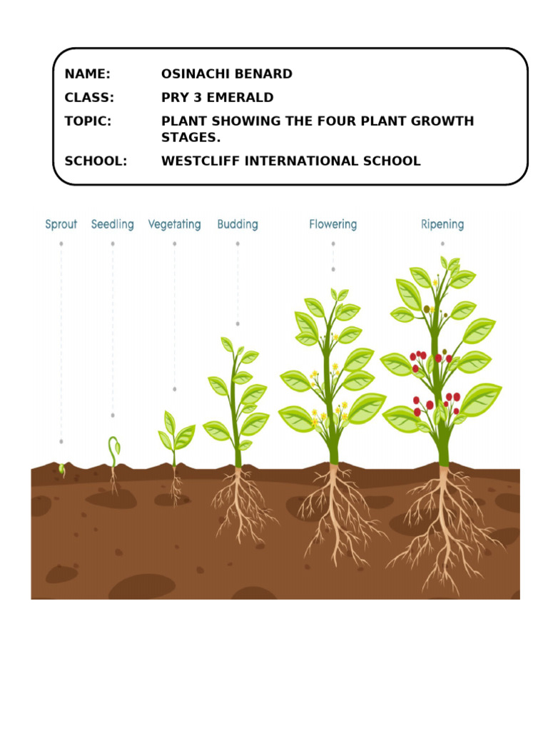 Plant Showing The Four Plant Growth Stages | PDF