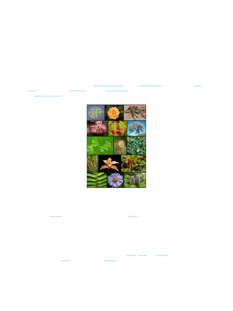 Classification of Plant Kingdom | PDF | Seed | Plants