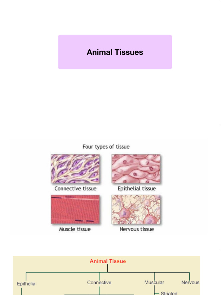 Overview of Animal Tissues Types | PDF | Epithelium | Neuron
