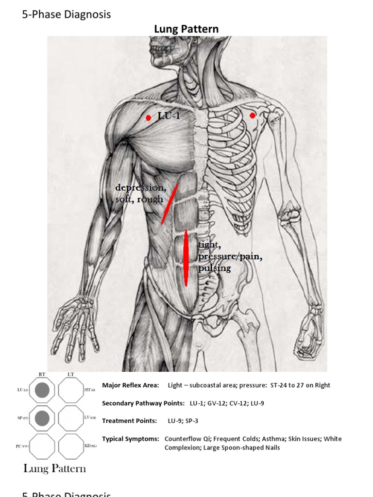 5-Phase and Extraordinary Vessels New | PDF | Edema | Meridian (Chinese ...