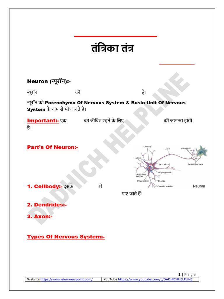 Nervous System Notes PDF by Dadhich Sir | PDF | Nervous System | Brain